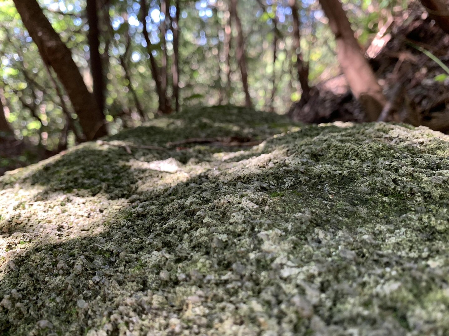 宝満山 / Dekoさんの宝満山・三郡山・若杉山の活動データ | YAMAP / ヤマップ