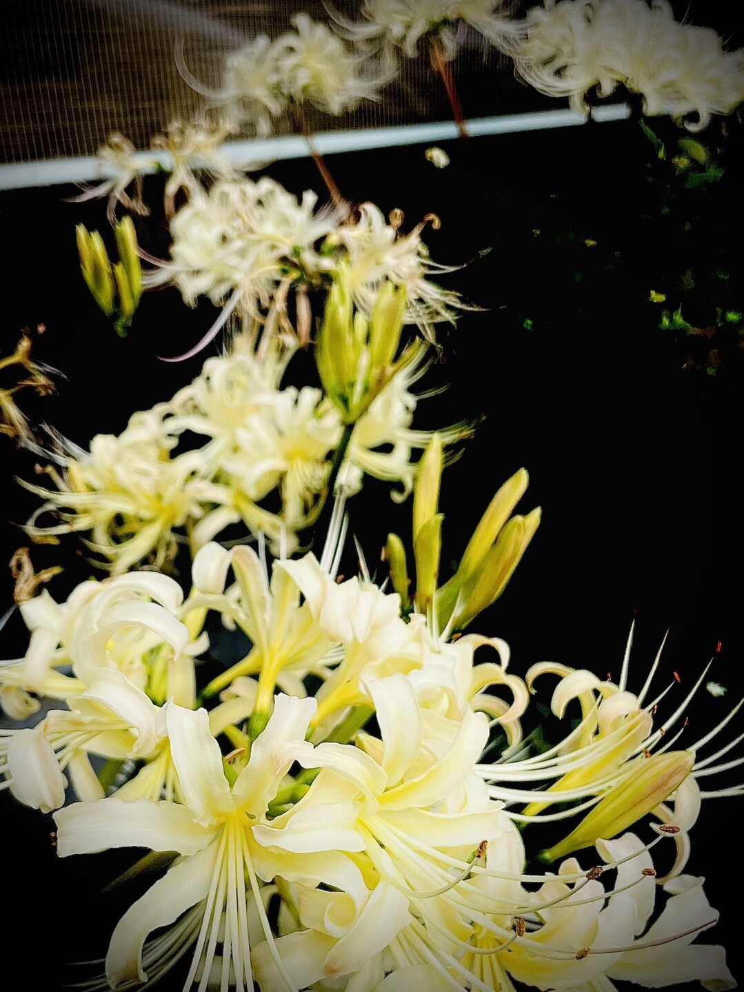 天界に咲く花「曼珠沙華」 ポジティブな花... / Kei707さんのモーメント | YAMAP / ヤマップ