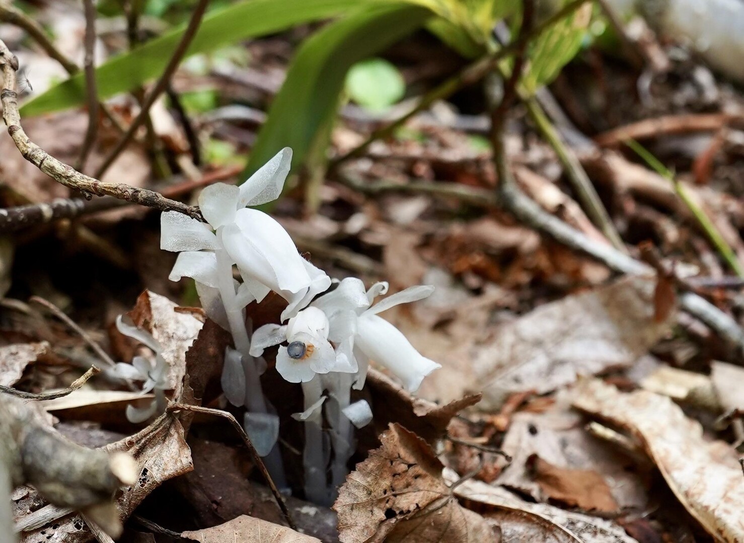 西岡公園から焼山 / yosi＆ryoさんの白旗山の活動データ | YAMAP / ヤマップ
