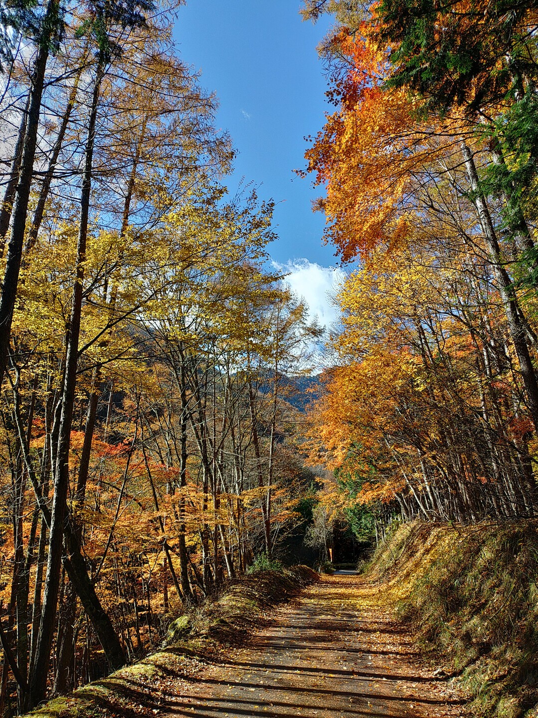 奈良田で紅葉散策♪ / ankamoさんの北岳・間ノ岳・農鳥岳の活動データ | YAMAP / ヤマップ