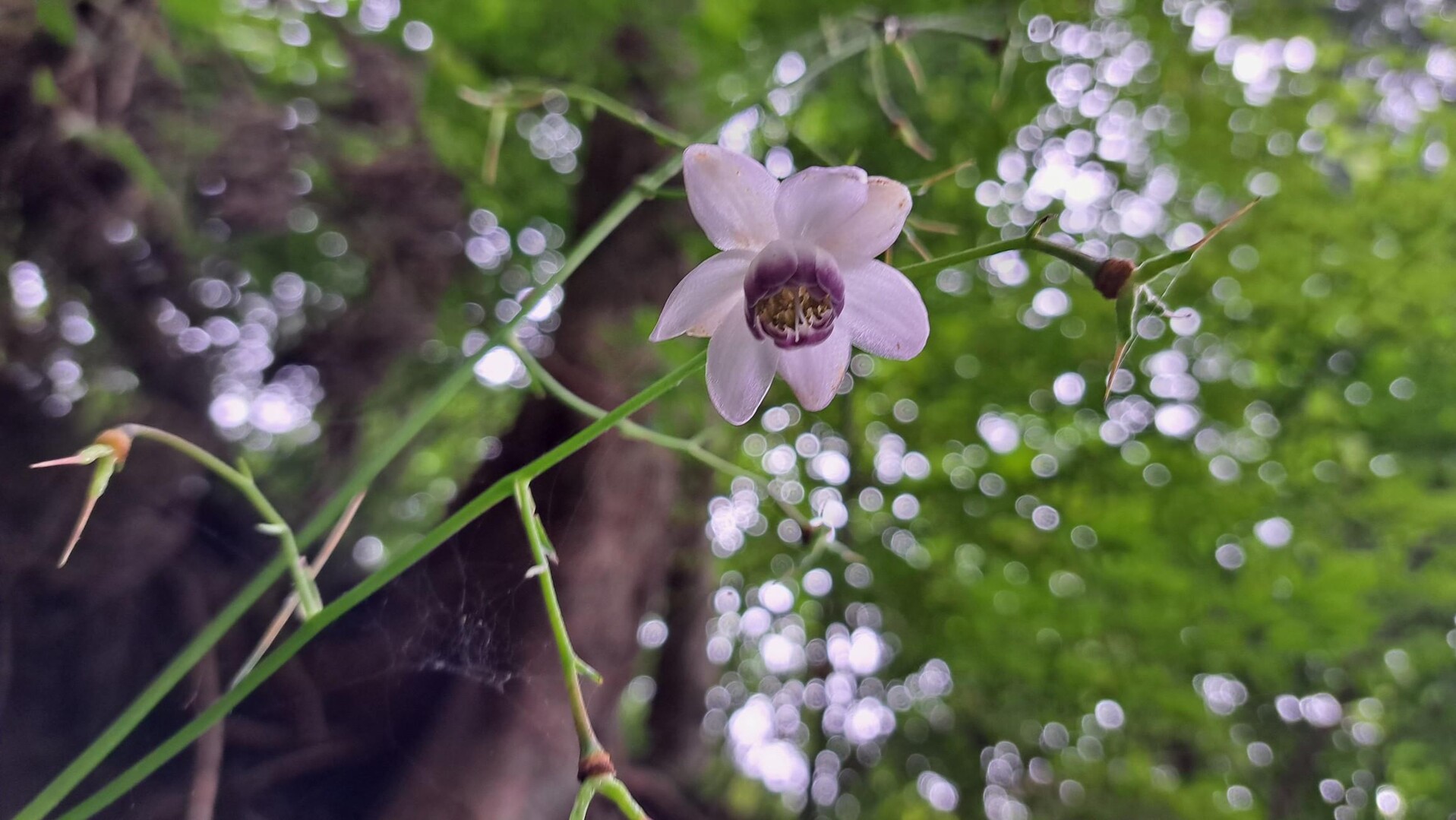 青麻山 ～レンゲショウマ観察～ / NatuMounさんの青麻山の活動データ | YAMAP / ヤマップ