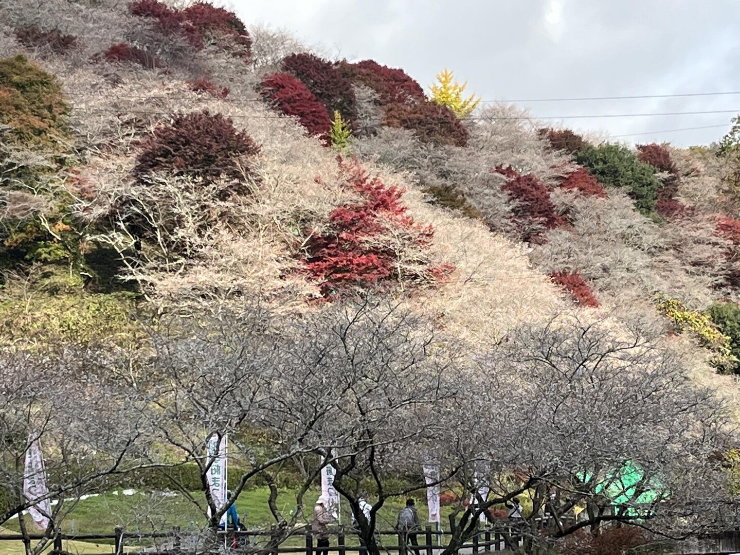 小原の四季サクラ-2024-11-27 / Ma-buさんの曽良山（鶴岡山・西山）の活動データ | YAMAP / ヤマップ