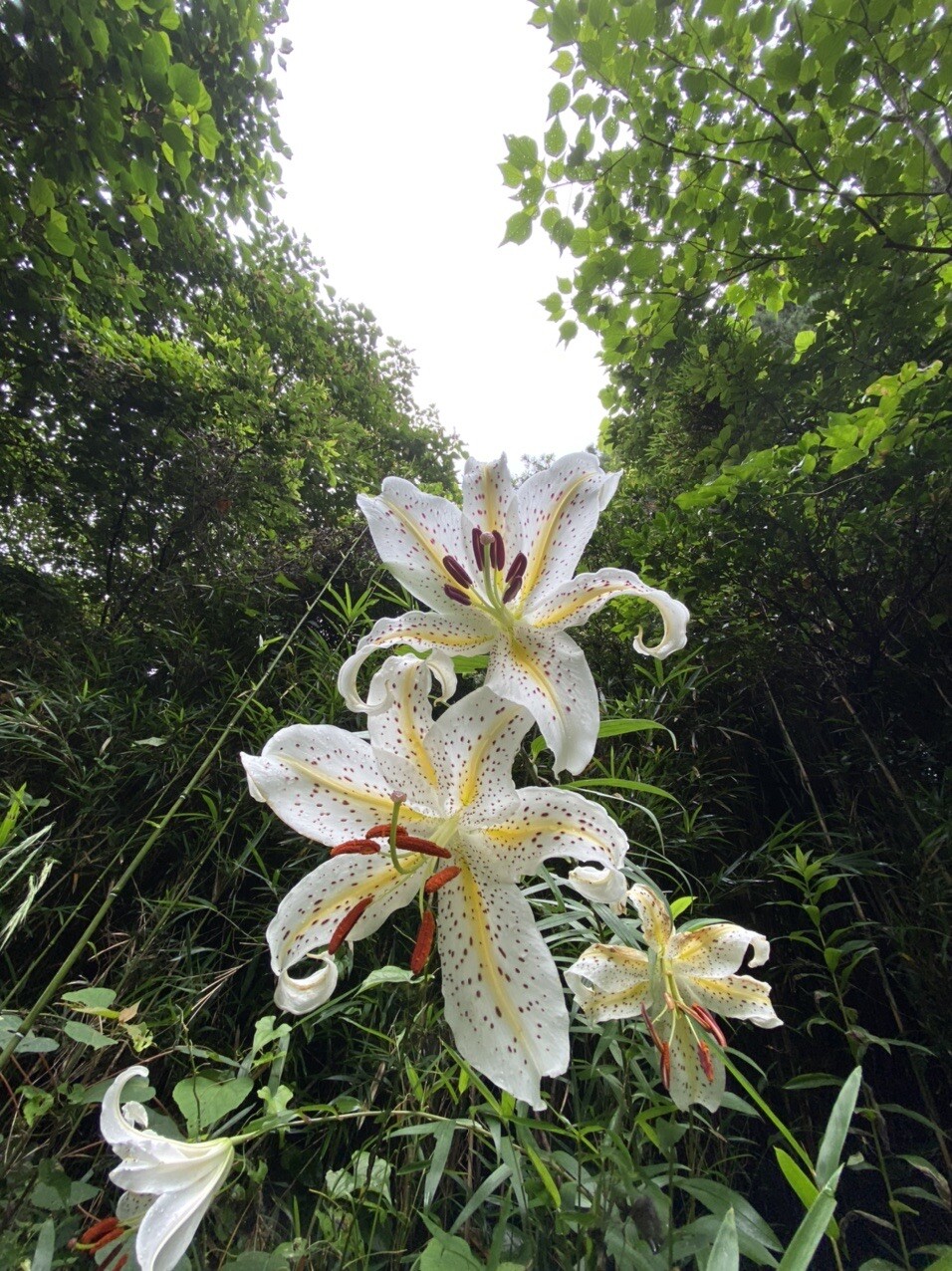 尖浅間山・宝篋山・富岡山 / isoさんの宝篋山・富岡山の活動日記 | YAMAP / ヤマップ