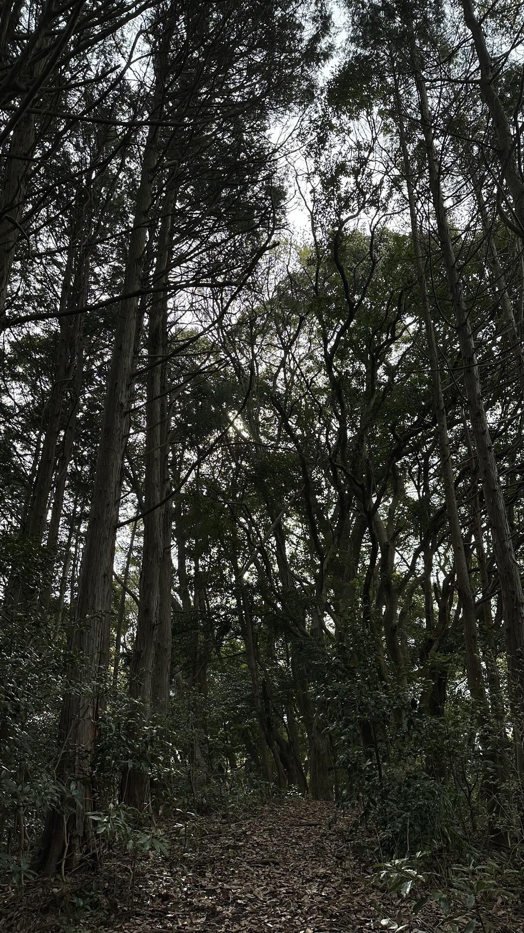 関の山 / chiiccaさんの関の山の活動データ | YAMAP / ヤマップ