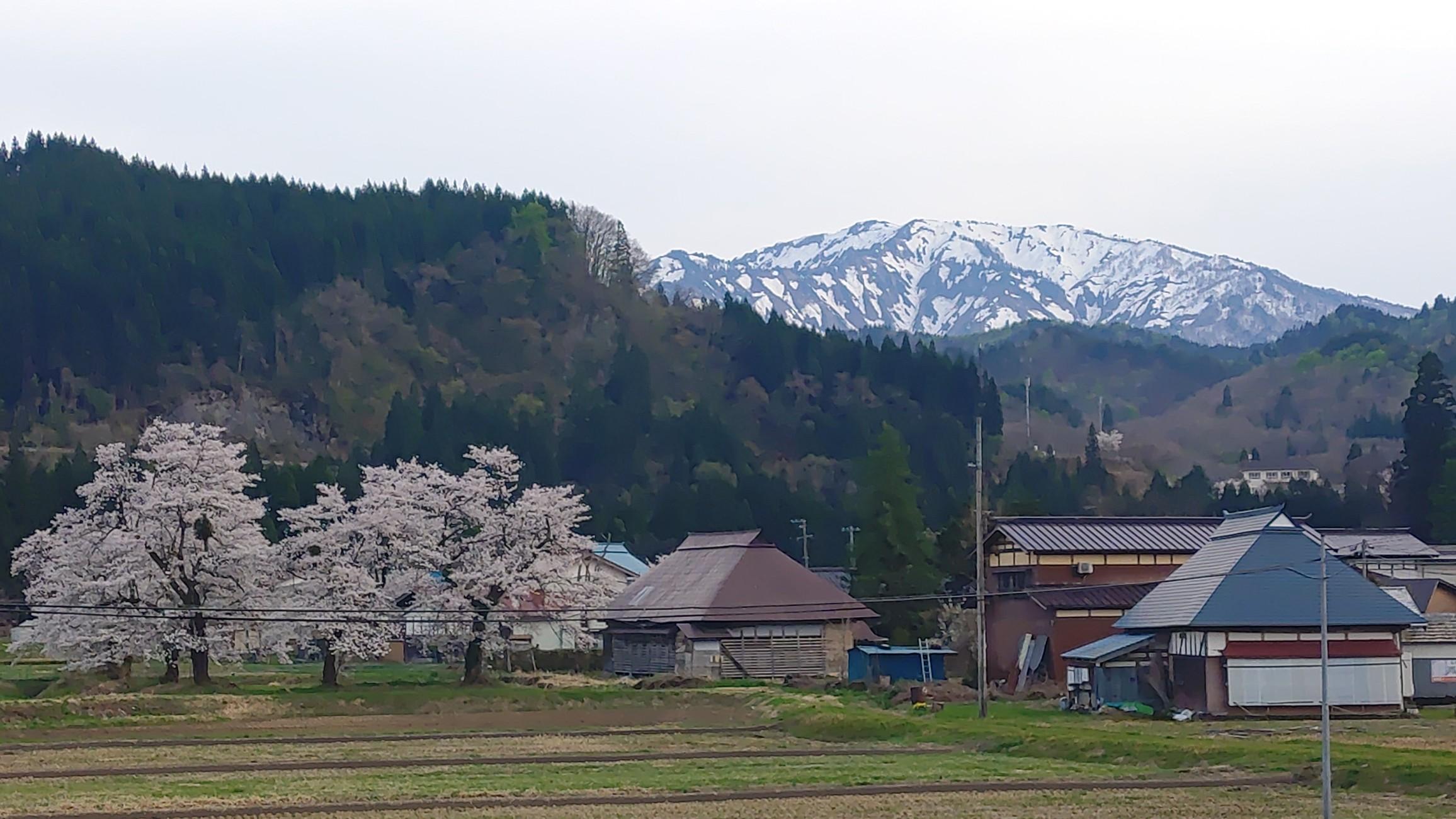 下見と花見｡ ちょうど満開になったばかり... / gk-cnさんのモーメント | YAMAP / ヤマップ