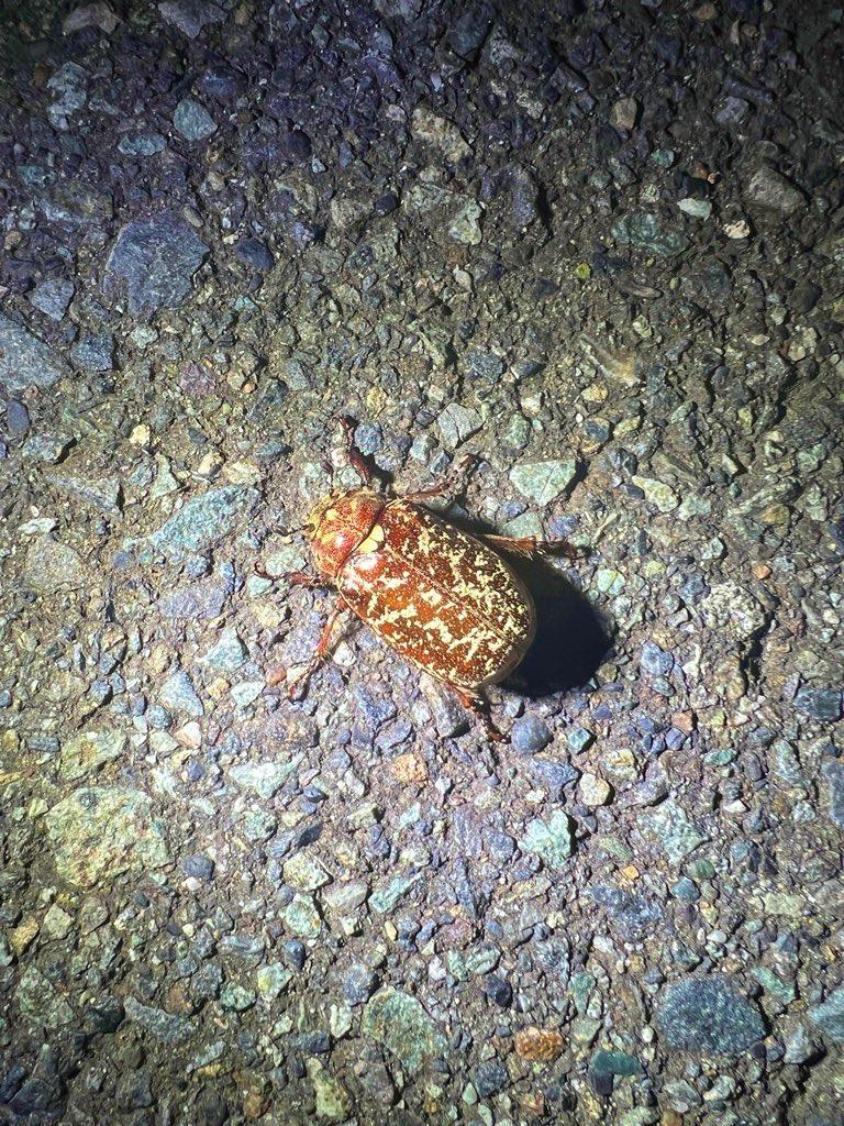 久しぶりに山沿いのコンビニをまわってきた... / ryunosukeさんのモーメント | YAMAP / ヤマップ