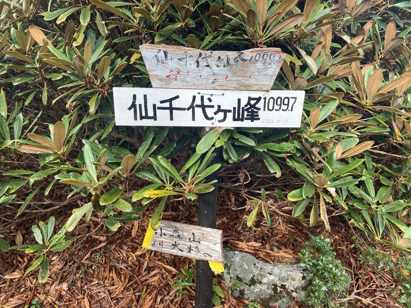 仙千代ヶ峰 奥伊勢フォレストピア / kiyoppiさんの仙千代ヶ峰の活動データ | YAMAP / ヤマップ