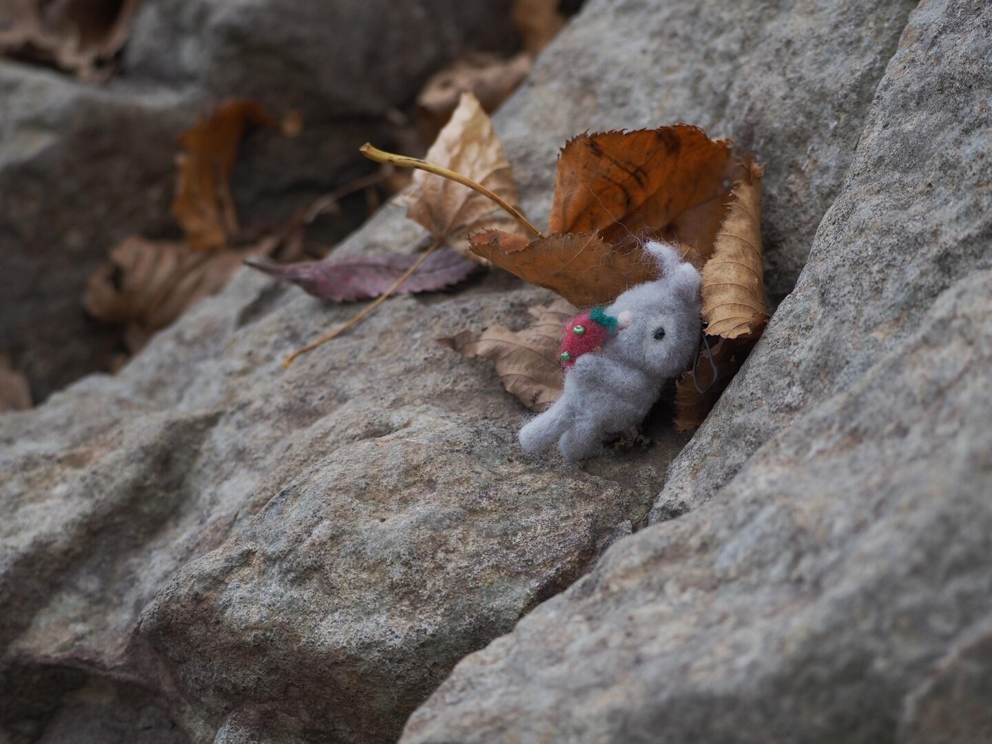大倉山・奥三角山(よこして山)・三角山 / hiromiさんの藻岩山の活動データ | YAMAP / ヤマップ