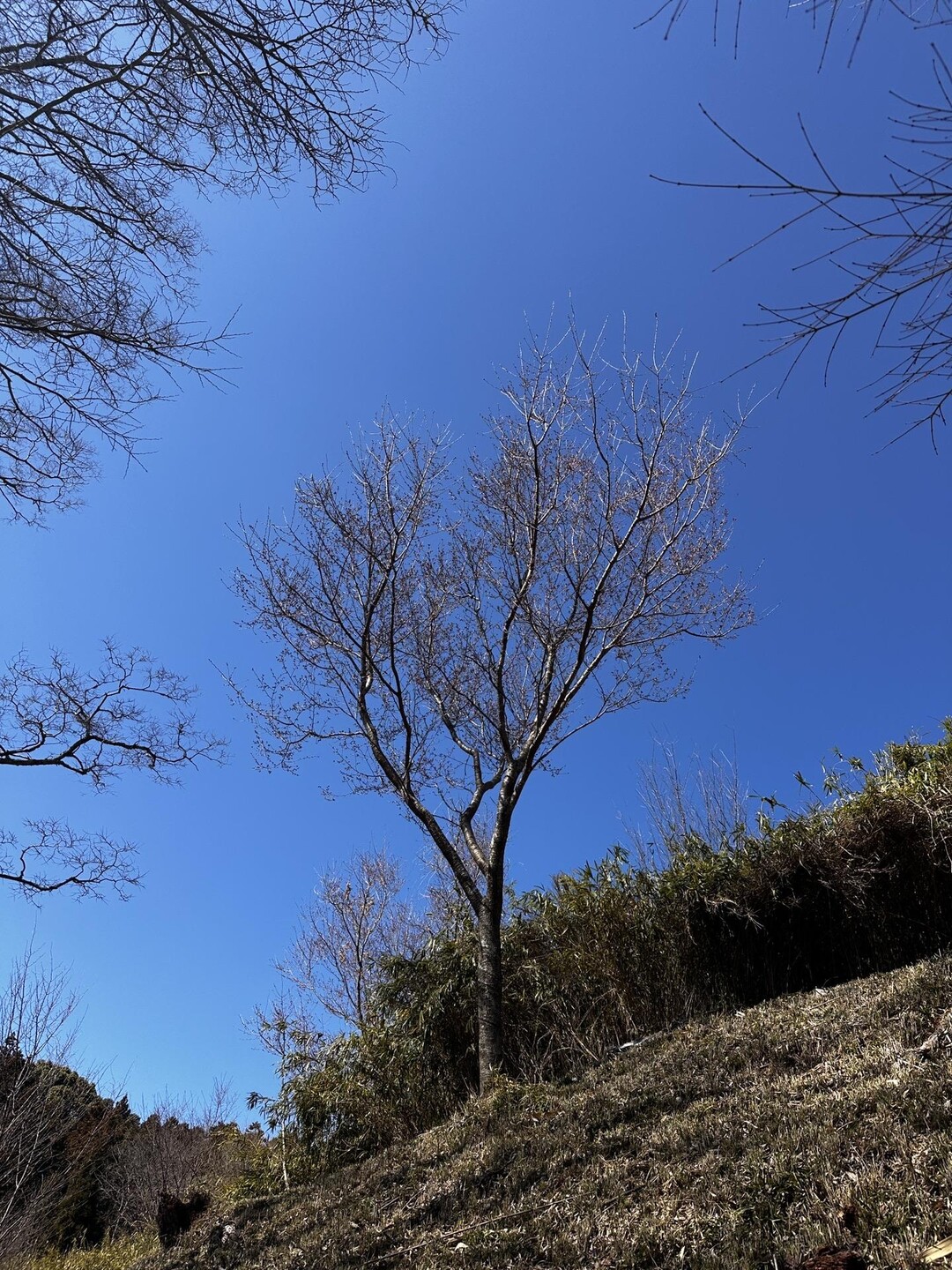 桜の様子を見に五月山 / ERlii*さんの六個山・鉢伏山・明ヶ田尾山・五月山の活動データ | YAMAP / ヤマップ