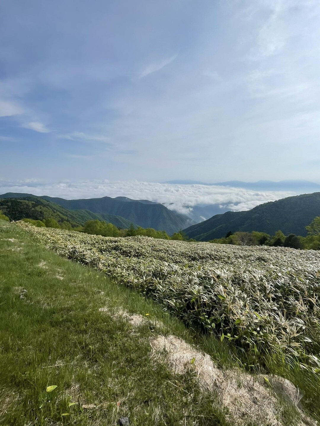 美ヶ原（王ヶ頭）・王ヶ鼻 / N☆buさんの美ヶ原の活動データ | YAMAP / ヤマップ