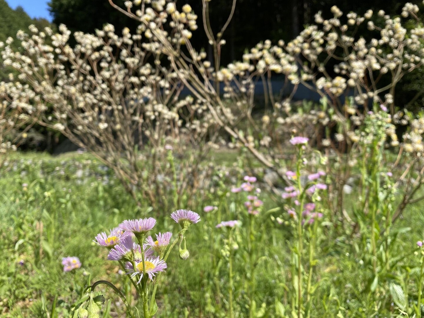 東鳳翩山 / ayumiさんの東鳳翩山・西鳳翩山・鴻ノ峰の活動データ | YAMAP / ヤマップ