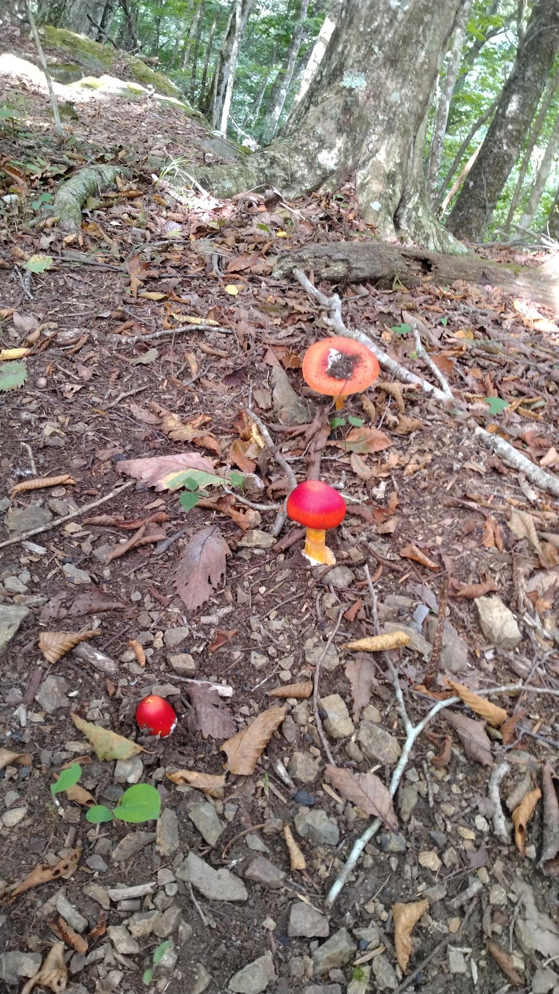 季節はもう秋 沢山のキノコが生えていまし... / akioさんのモーメント | YAMAP / ヤマップ