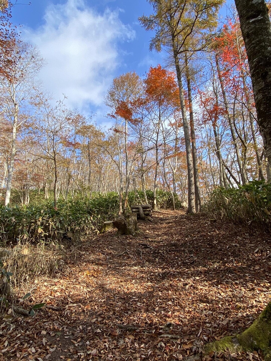 落ち葉の絨毯を踏みしめてすずのこ平 / moanaさんの岡山県立森林公園・千軒平・すずのこ平の活動データ | YAMAP / ヤマップ
