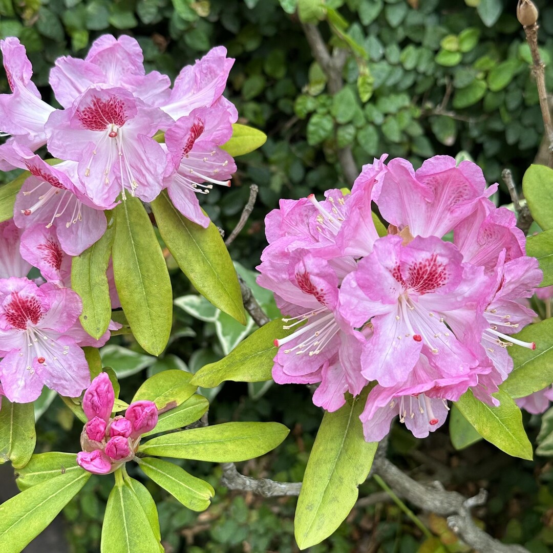 お庭のシャクナゲが咲きました ️ 植え... / Beniさんのモーメント | YAMAP / ヤマップ