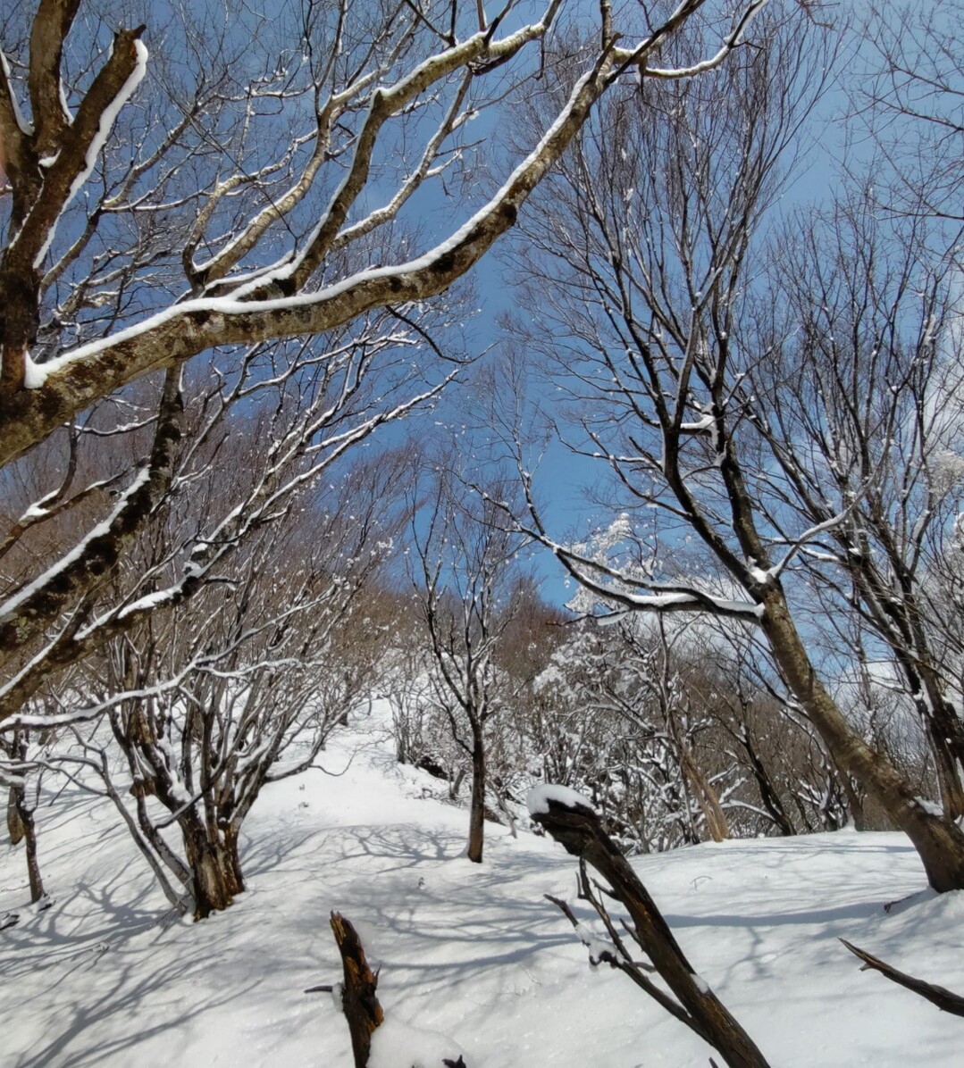 高室山とミツマタ / ss43mさんの高室山の活動データ | YAMAP / ヤマップ