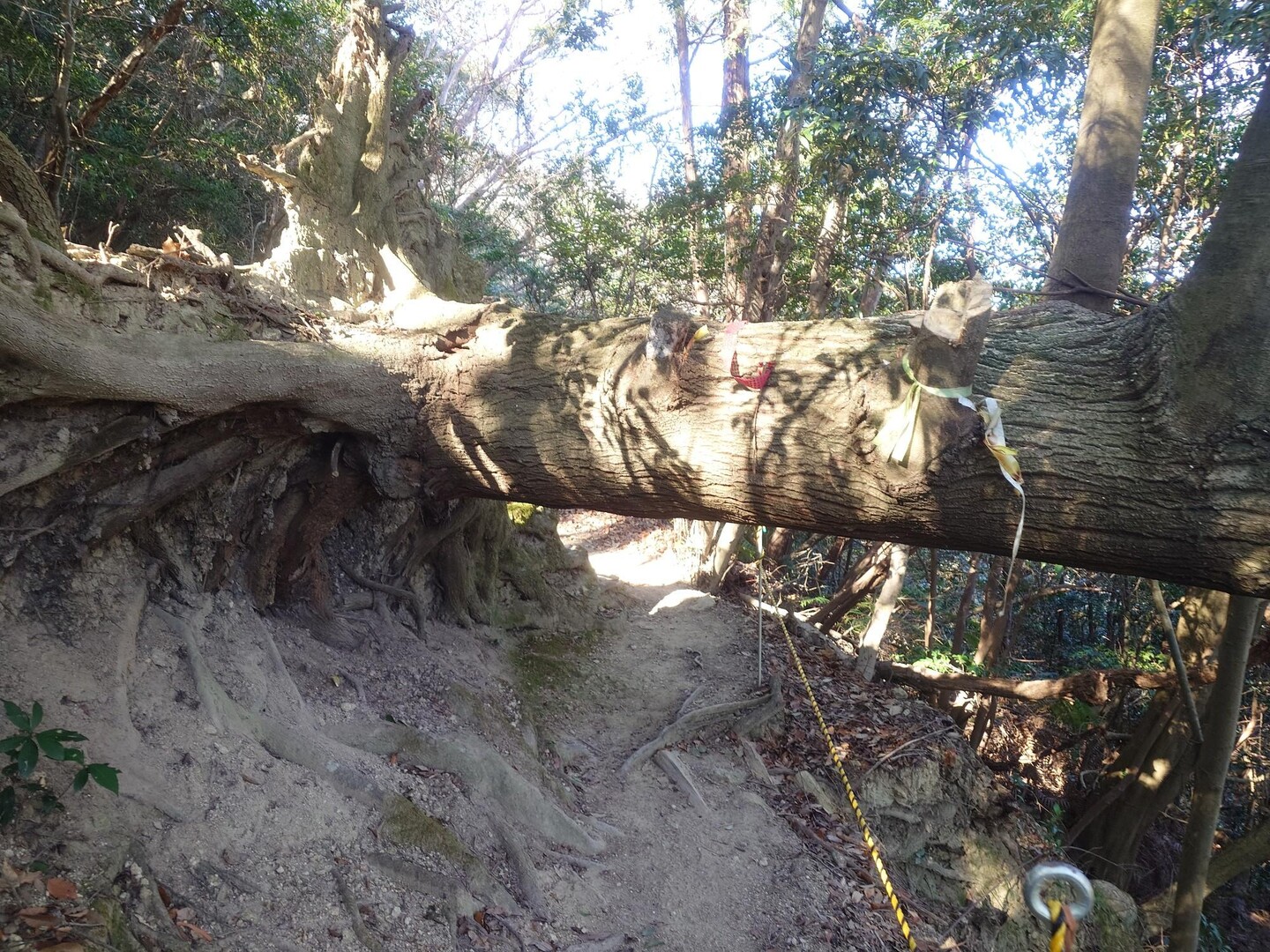 Orange_Lineさんの投稿したフィールドメモ | YAMAP / ヤマップ