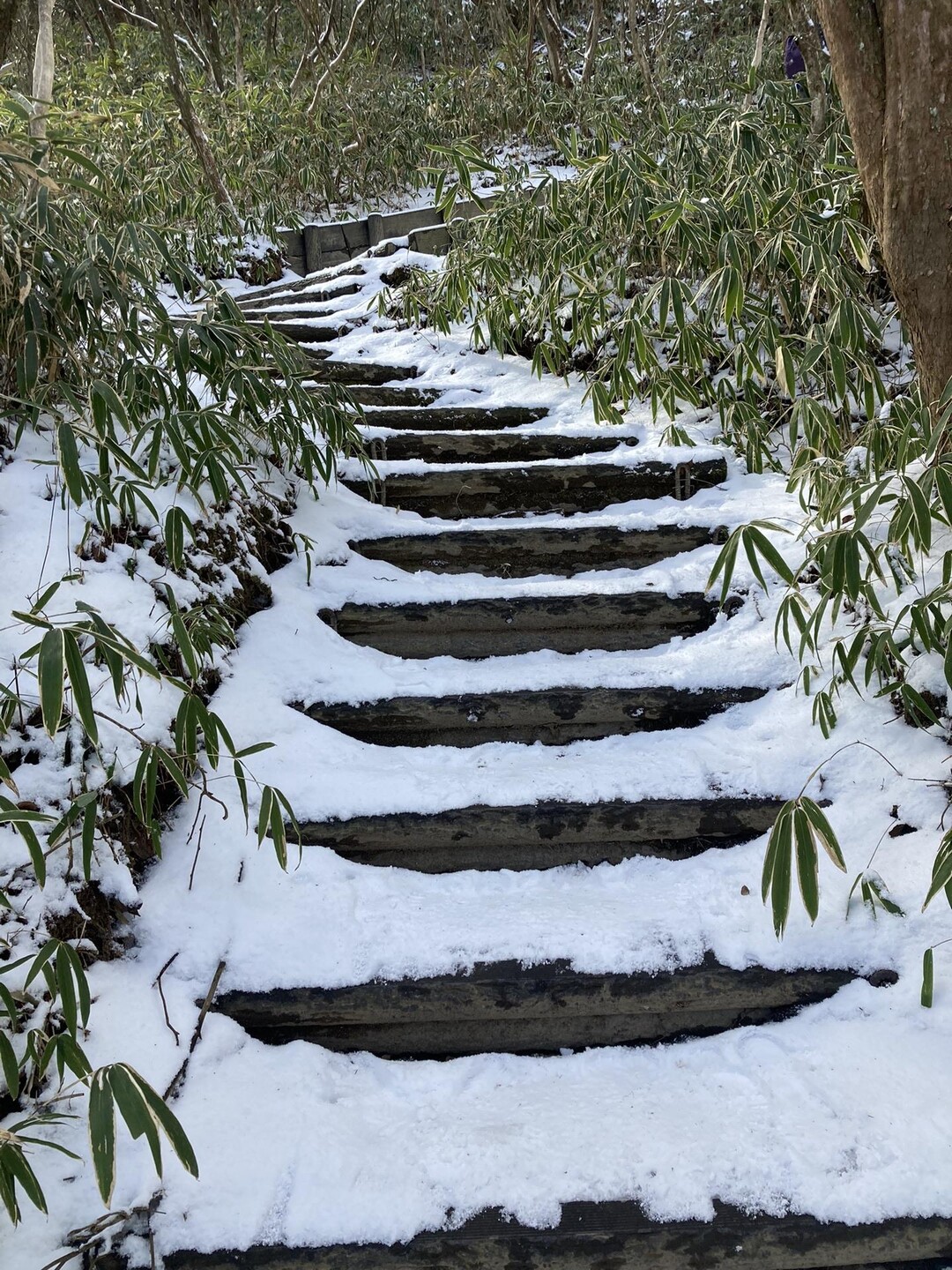 六甲横断はまさかの雪道 ️東お多福山、最高峰、愛宕山 / akimetalさんの六甲山・長峰山・摩耶山の活動データ | YAMAP / ヤマップ