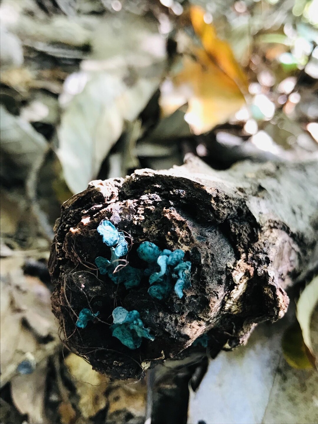 山の中のpicnicが素敵すぎた😍 ロ... / pongoさんのモーメント | YAMAP / ヤマップ