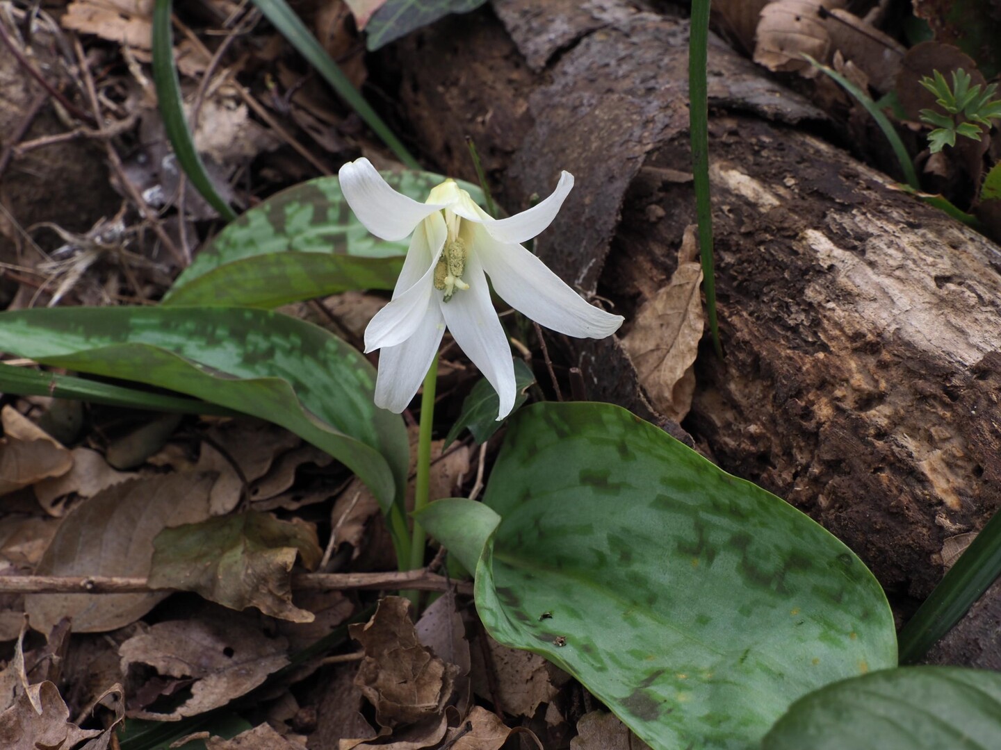 お花だらけの角田山🌼 / Rougeさんの角田山の活動データ | YAMAP / ヤマップ