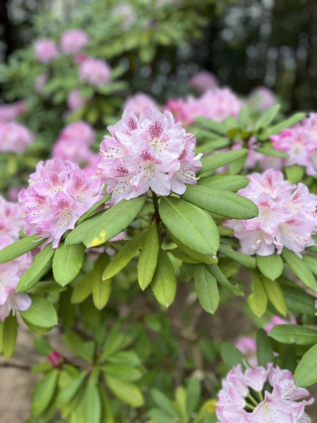 福成寺シャクナゲ+洞山 / mirereさんの洞山の活動データ | YAMAP / ヤマップ