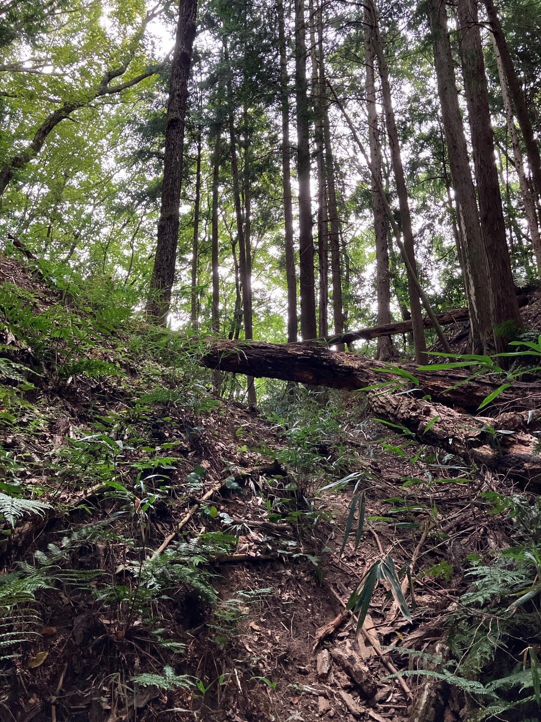 Yasさんの投稿したフィールドメモ | YAMAP / ヤマップ