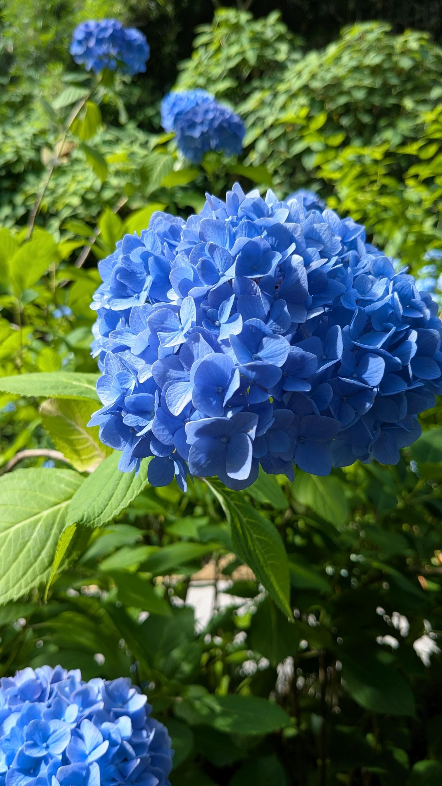 鎌倉⛩️ 紫陽花めぐり / ぴろさんの鎌倉アルプス（大平山・天台山）の活動データ | YAMAP / ヤマップ