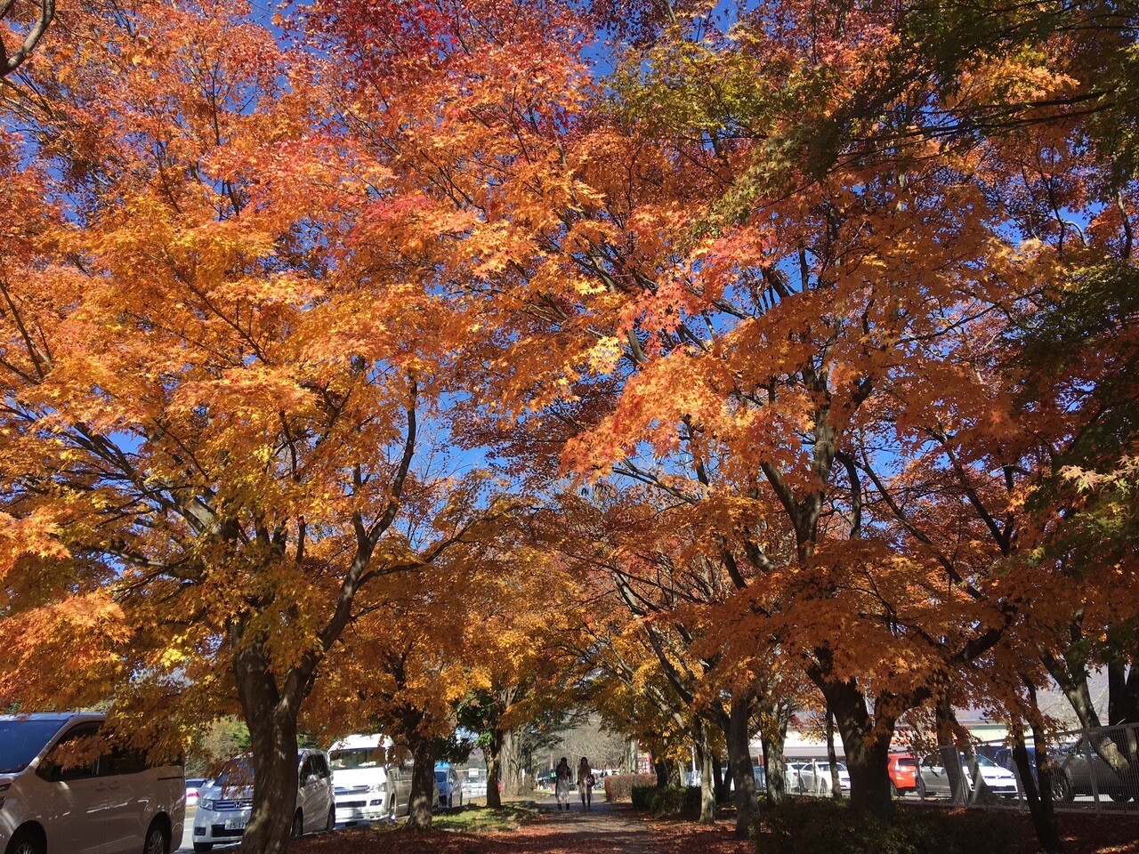 過去記録 Vol.70 『秋の軽井沢散歩... / miki-yamaさんのモーメント | YAMAP / ヤマップ