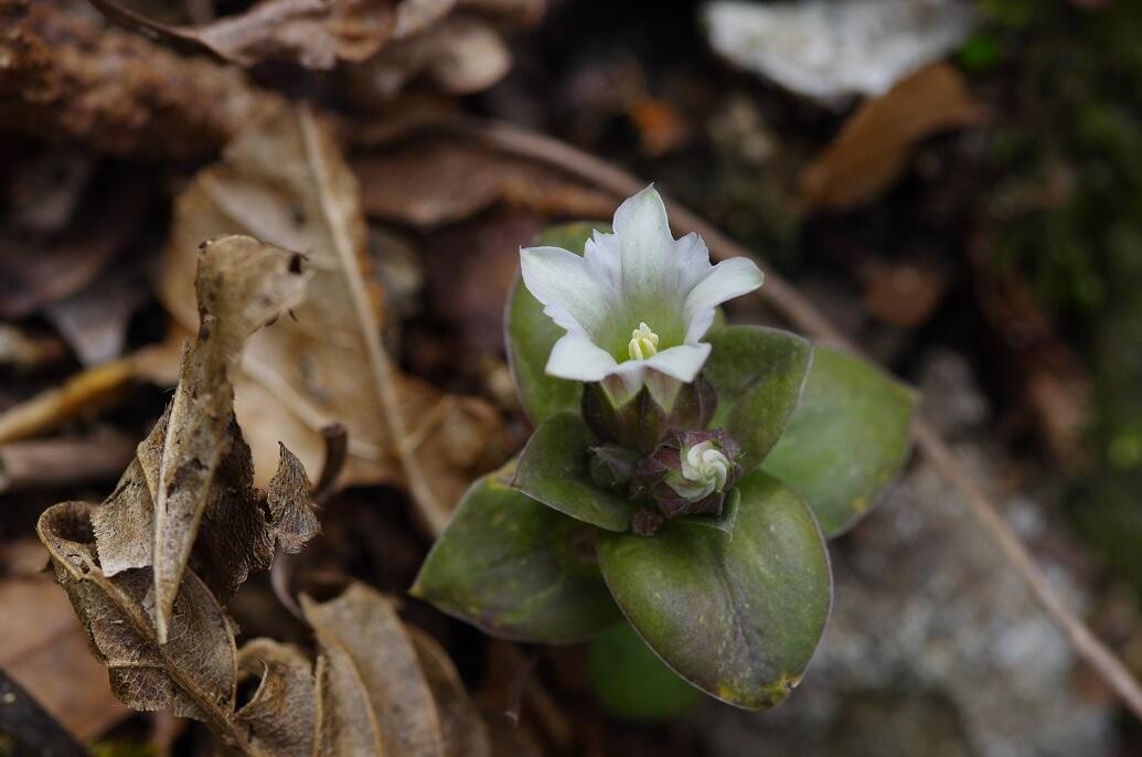 栗ノ木岳🌱 / ida☆tennさんの局ヶ岳の活動データ | YAMAP / ヤマップ