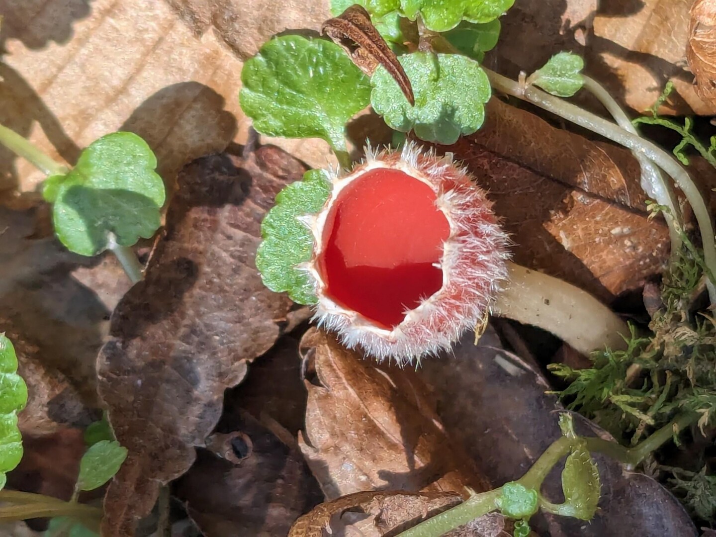 赤い🍄が見たい カラ迫岳 / MIYUさんの登山の活動日記 | YAMAP / ヤマップ