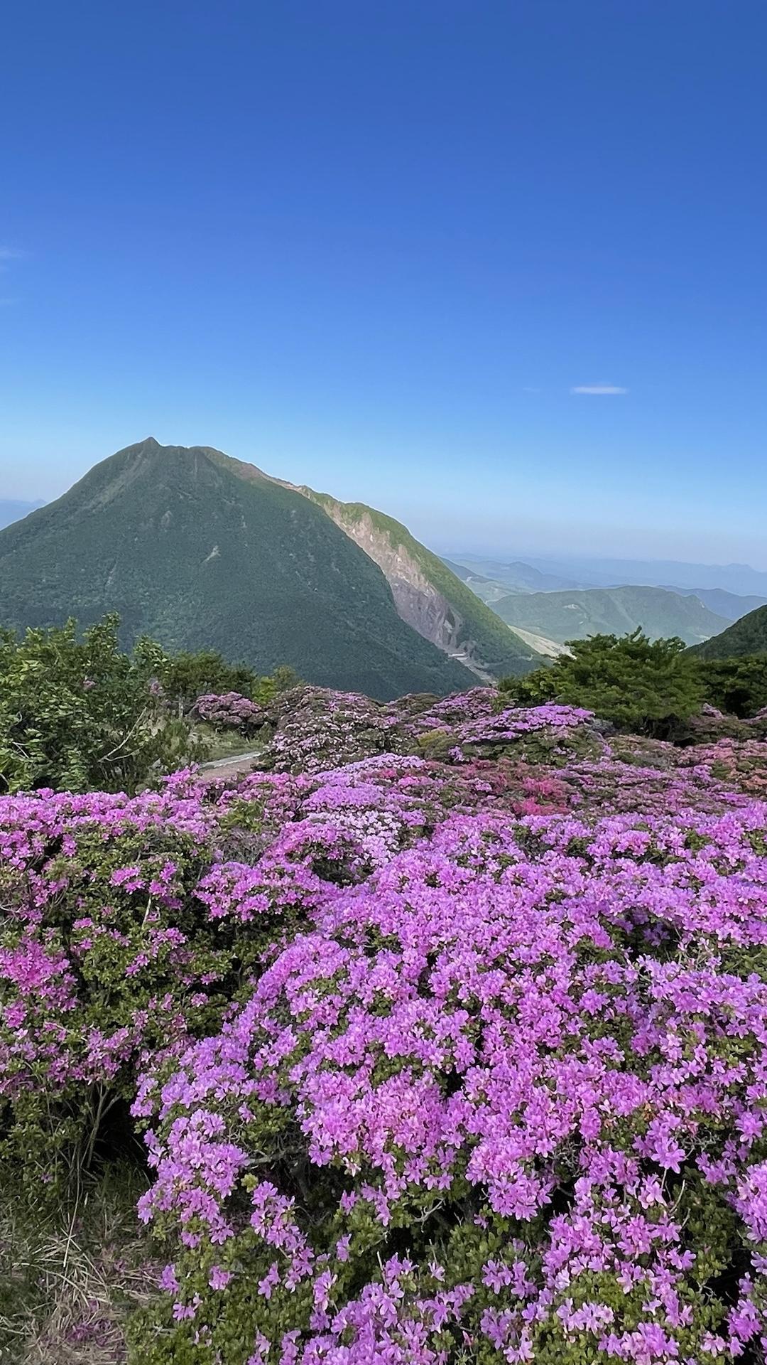 ミヤマキリシマの旅その① 鶴見岳 2025.6.4 / riwonさんの由布岳・鶴見岳の活動データ | YAMAP / ヤマップ