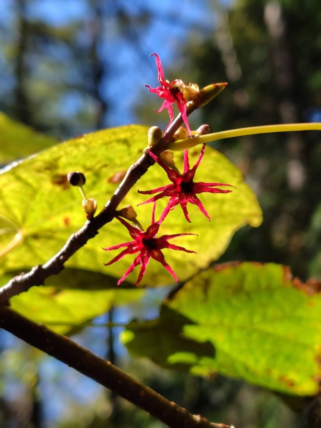 2024/10\22(火) ベニマンサク... / hitoさんのモーメント | YAMAP / ヤマップ