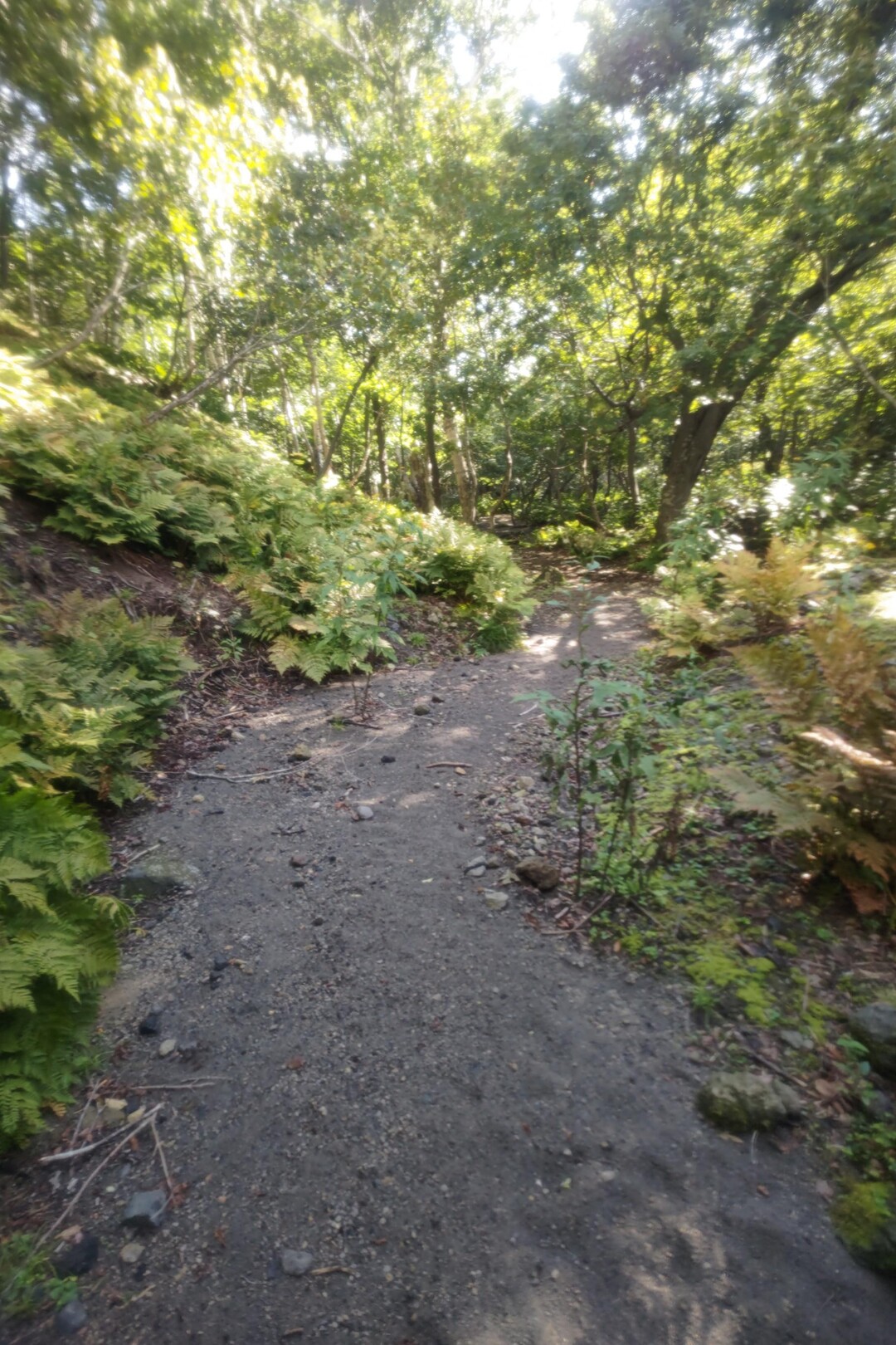 DSIさんの投稿したフィールドメモ | YAMAP / ヤマップ