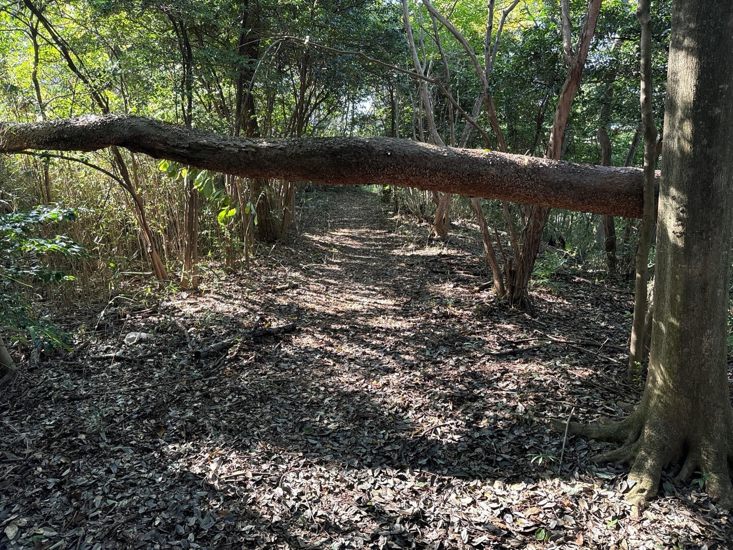 KAY-Zさんの投稿したフィールドメモ | YAMAP / ヤマップ