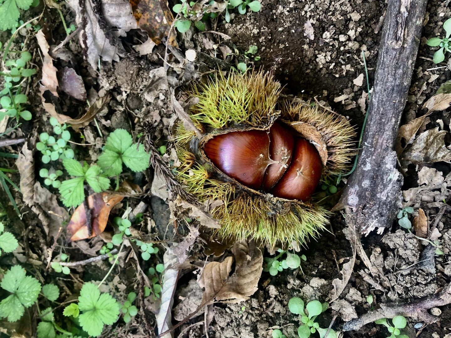 とある山の中で🌰拾い （お許しを得てい... / Red-RAV4💫さんのモーメント | YAMAP / ヤマップ