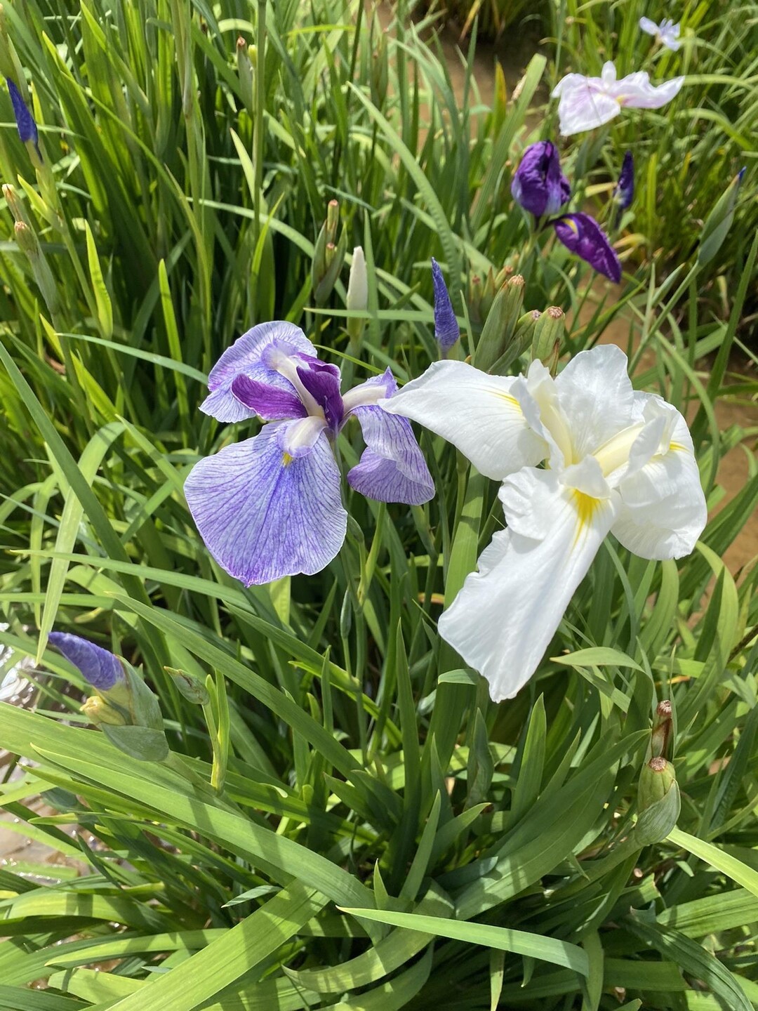 『第73回水郷潮来あやめまつり』へ。 / tomさんのウォーキングの活動データ | YAMAP / ヤマップ