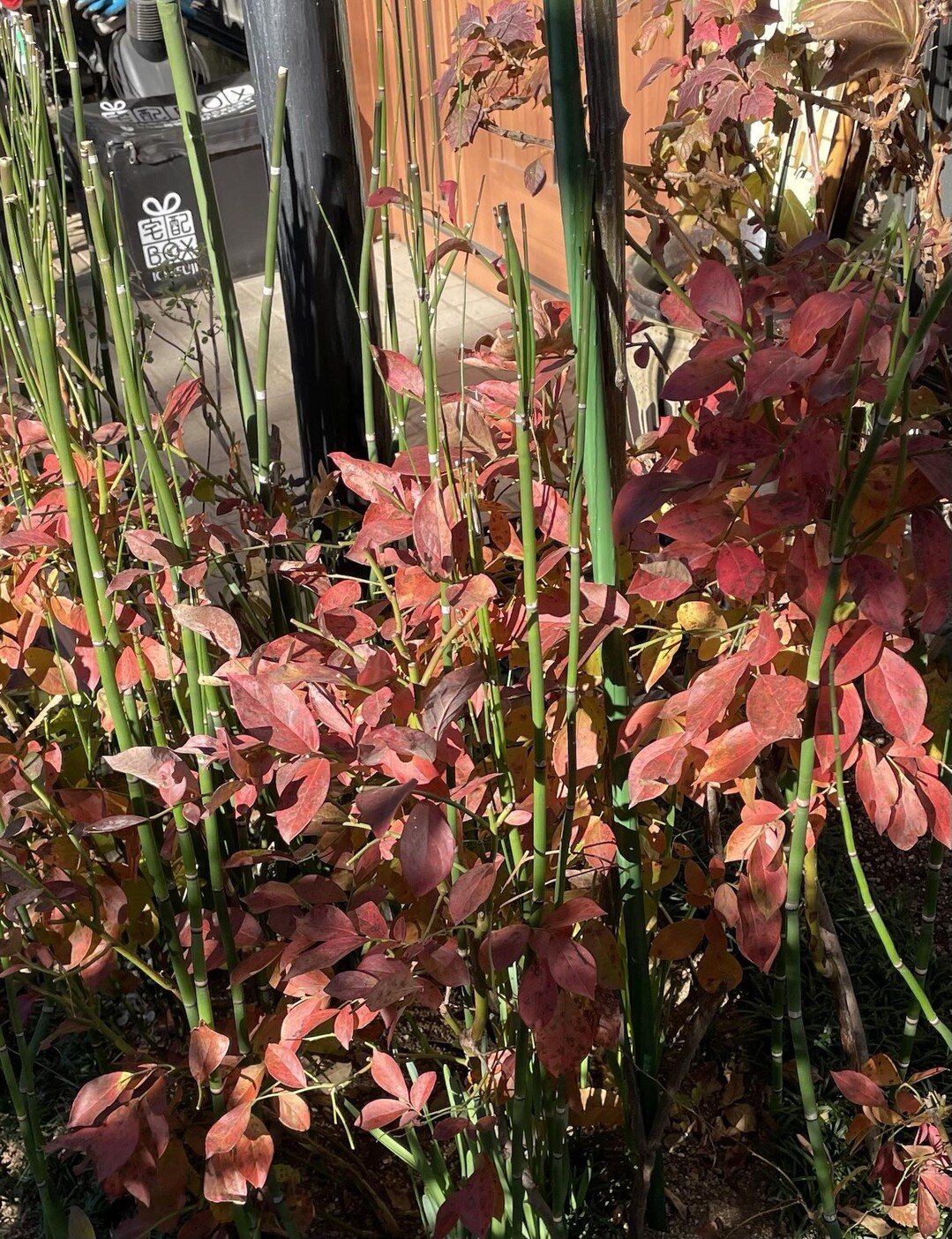 我が家のブルーベリー🫐 年が明けて真っ... / ken-3さんのモーメント | YAMAP / ヤマップ