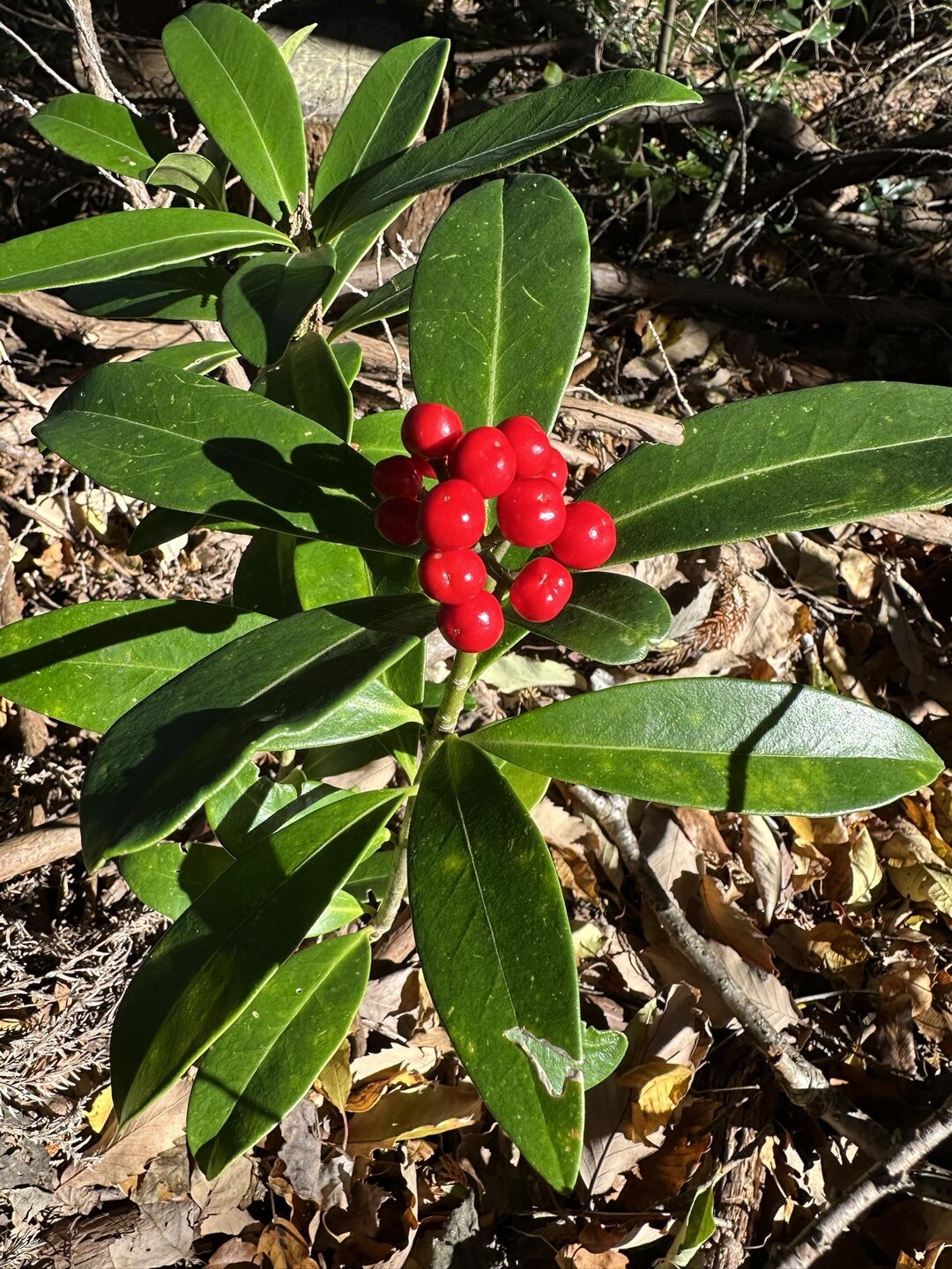 景信山・大久保山・478m圏峰 / 黒猫ミューさんの高尾山・陣馬山・景信山の活動データ | YAMAP / ヤマップ