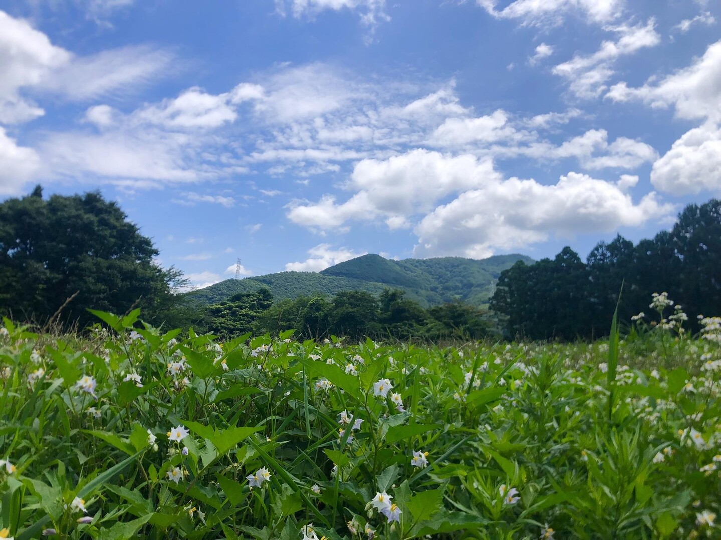 愛する方の元へ🏃‍♂️ / Naluさんの五頭山・菱ヶ岳・宝珠山の活動データ | YAMAP / ヤマップ