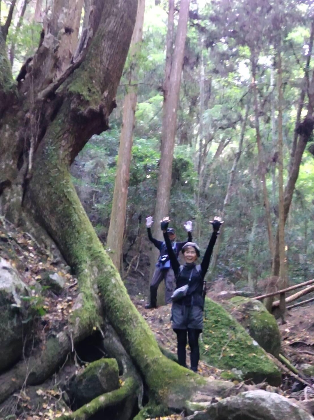 猿投山のカツラの大木 食べごろ郁子の実 / hitoさんのモーメント | YAMAP / ヤマップ