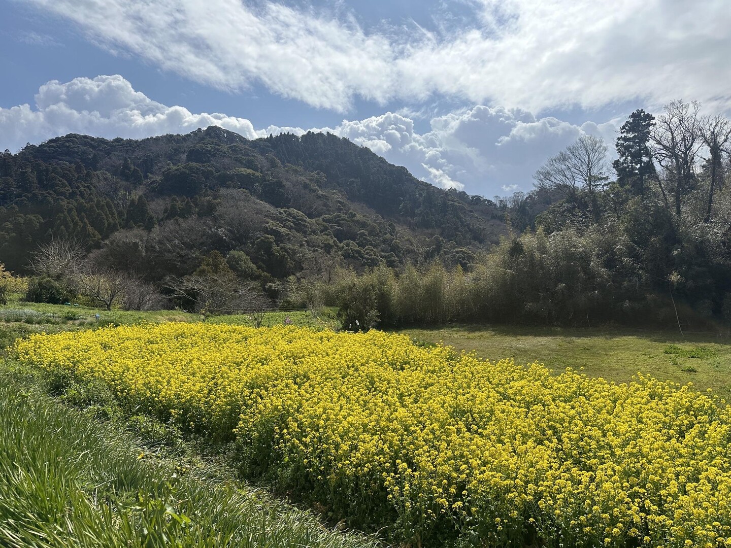 春の房総山歩き / sakuramtさんの伊予ヶ岳・人骨山・津森山の活動データ | YAMAP / ヤマップ