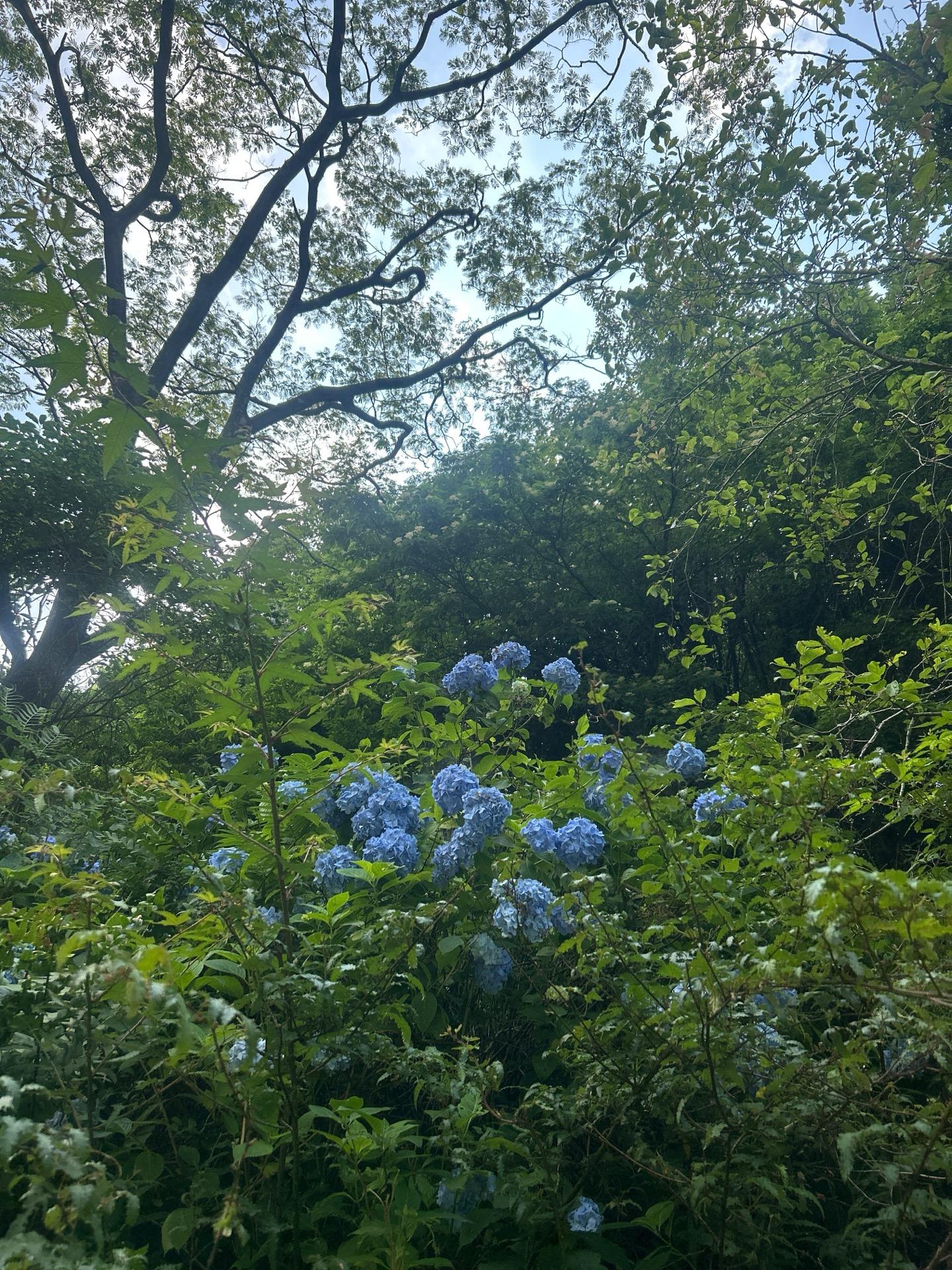 三瀬山・城ノ山 / 84Bさんの脊振山・金山の活動データ | YAMAP / ヤマップ