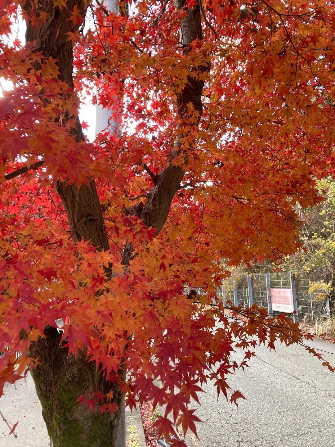紅葉狩りには遅かった🍁中山〜武田尾 / Sab Zeroさんの中山・大峰山の活動データ | YAMAP / ヤマップ