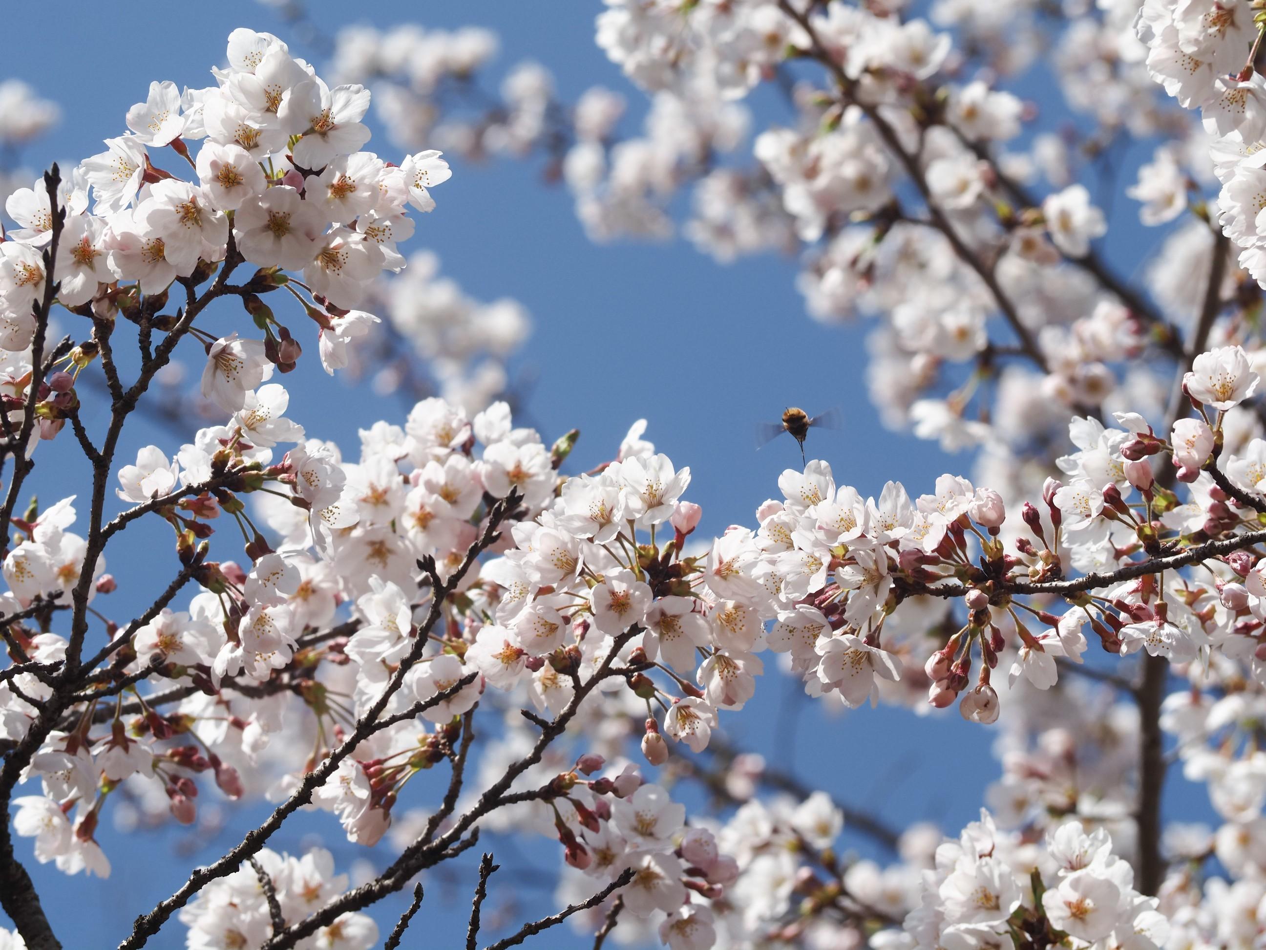 関八州見晴台🌸 - 20250412 / Tadaboxさんの関八州見晴台の活動データ | YAMAP / ヤマップ