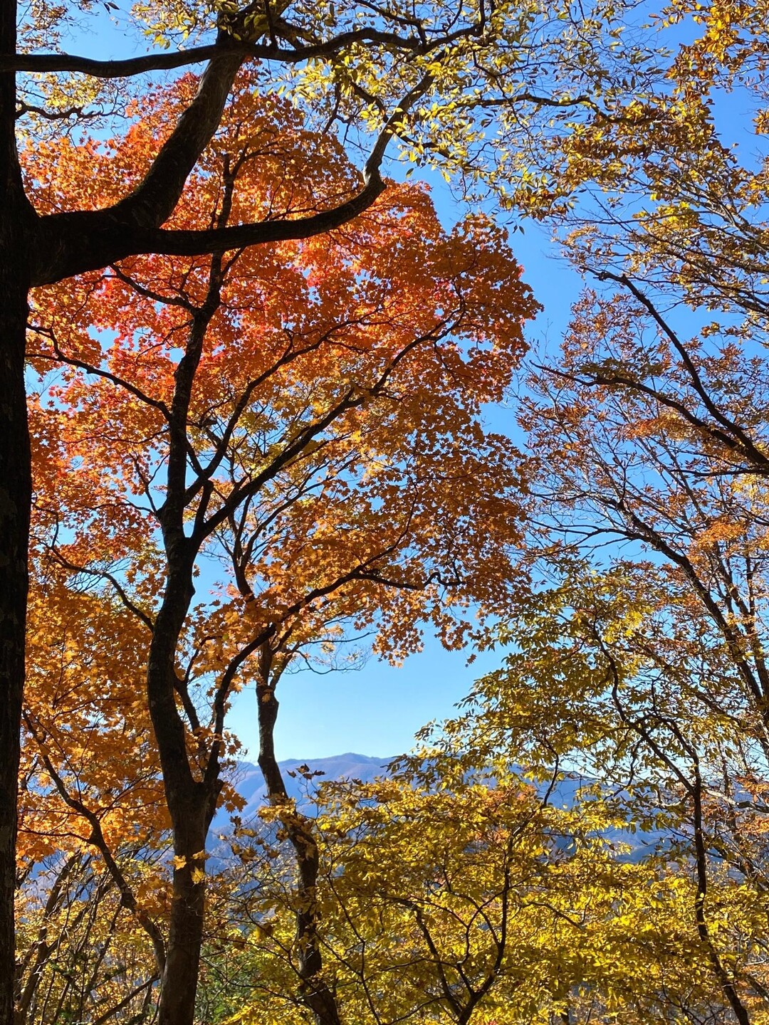 高鳥屋山・梨子野山 / ni_coさんの高鳥屋山・梨子野山・笠松山の活動データ | YAMAP / ヤマップ
