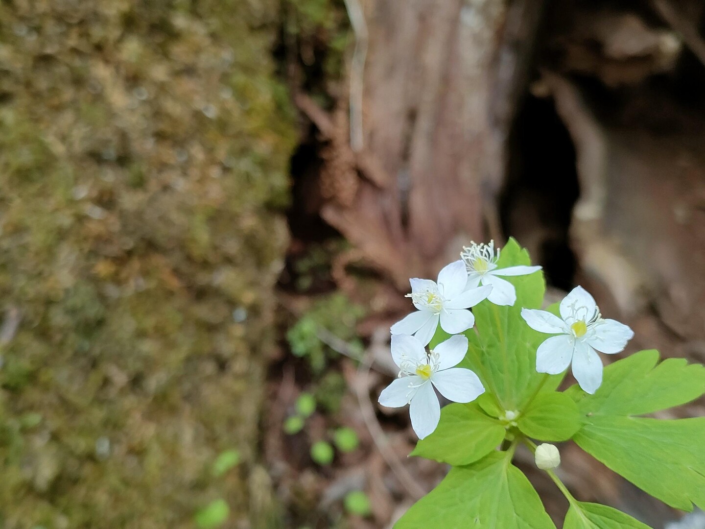 茂来山 / gontaさんの茂来山・四方原山の活動データ | YAMAP / ヤマップ