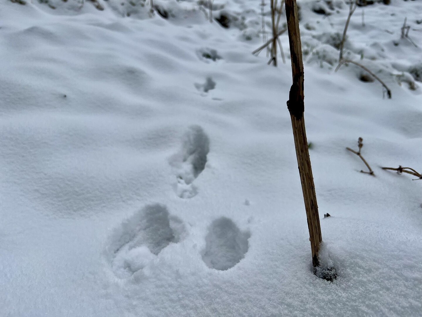 フカフカ⛄️🎶金剛山 / moboさんの金剛山・二上山・大和葛城山の活動データ | YAMAP / ヤマップ