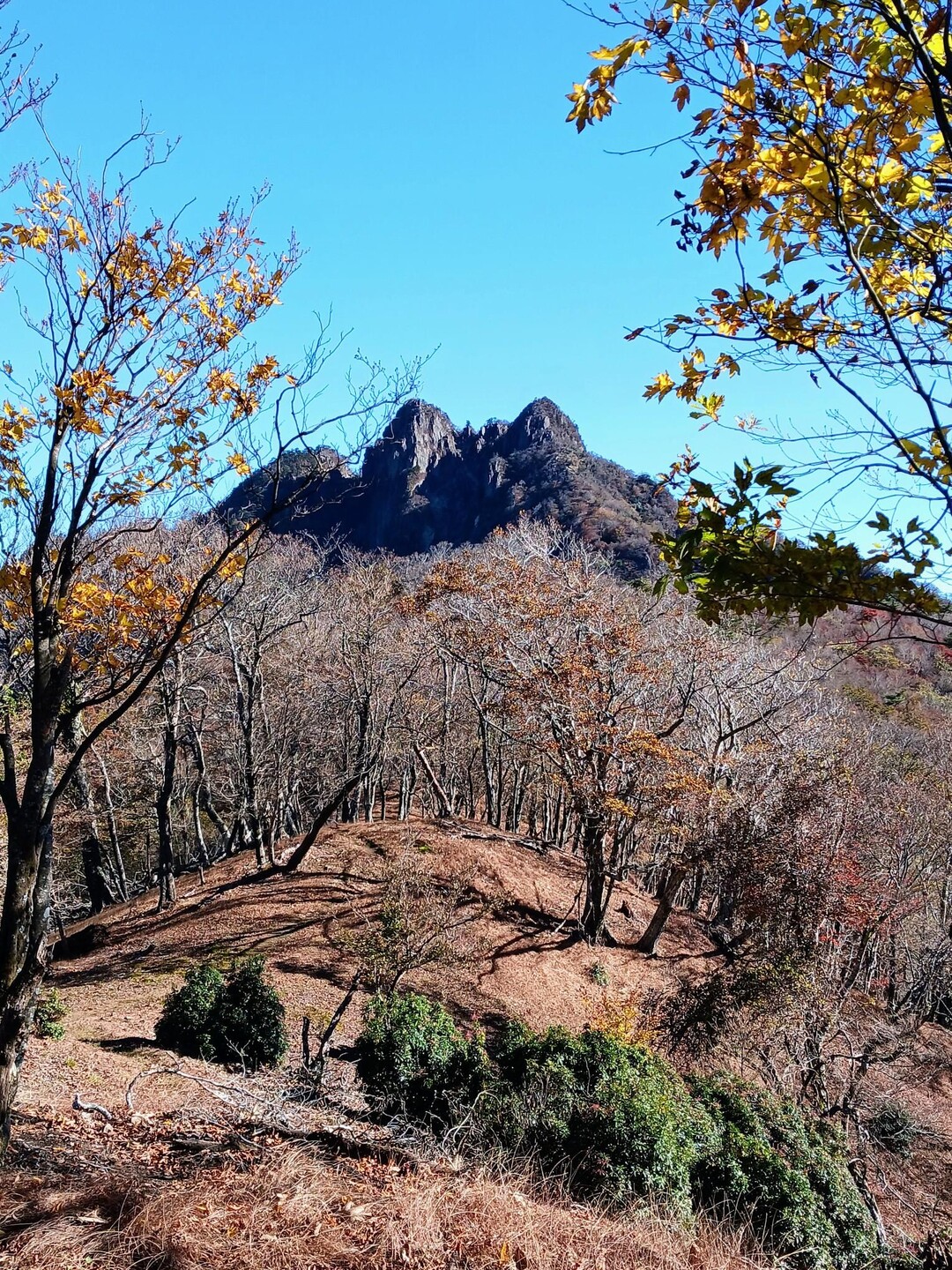 傾山🍁紅葉登山 / hiroyoさんの傾山の活動データ | YAMAP / ヤマップ