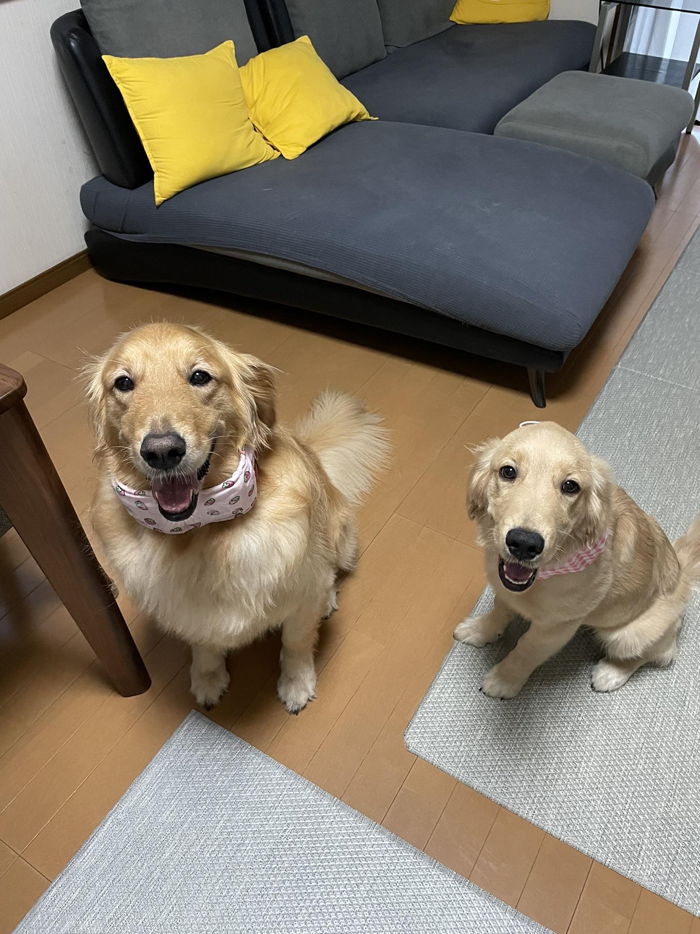 3人で、お散歩デビュー ️😆 / みやぴろさんのウォーキングの活動データ | YAMAP / ヤマップ