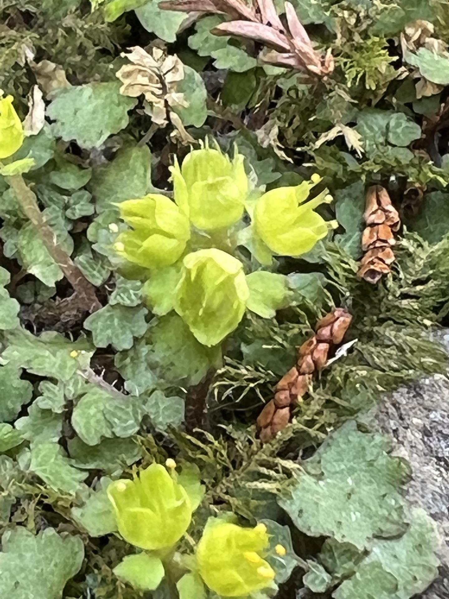 春 里の花 観察 ① / Naope!さんの本宮山・大日山・風頭山の活動データ | YAMAP / ヤマップ