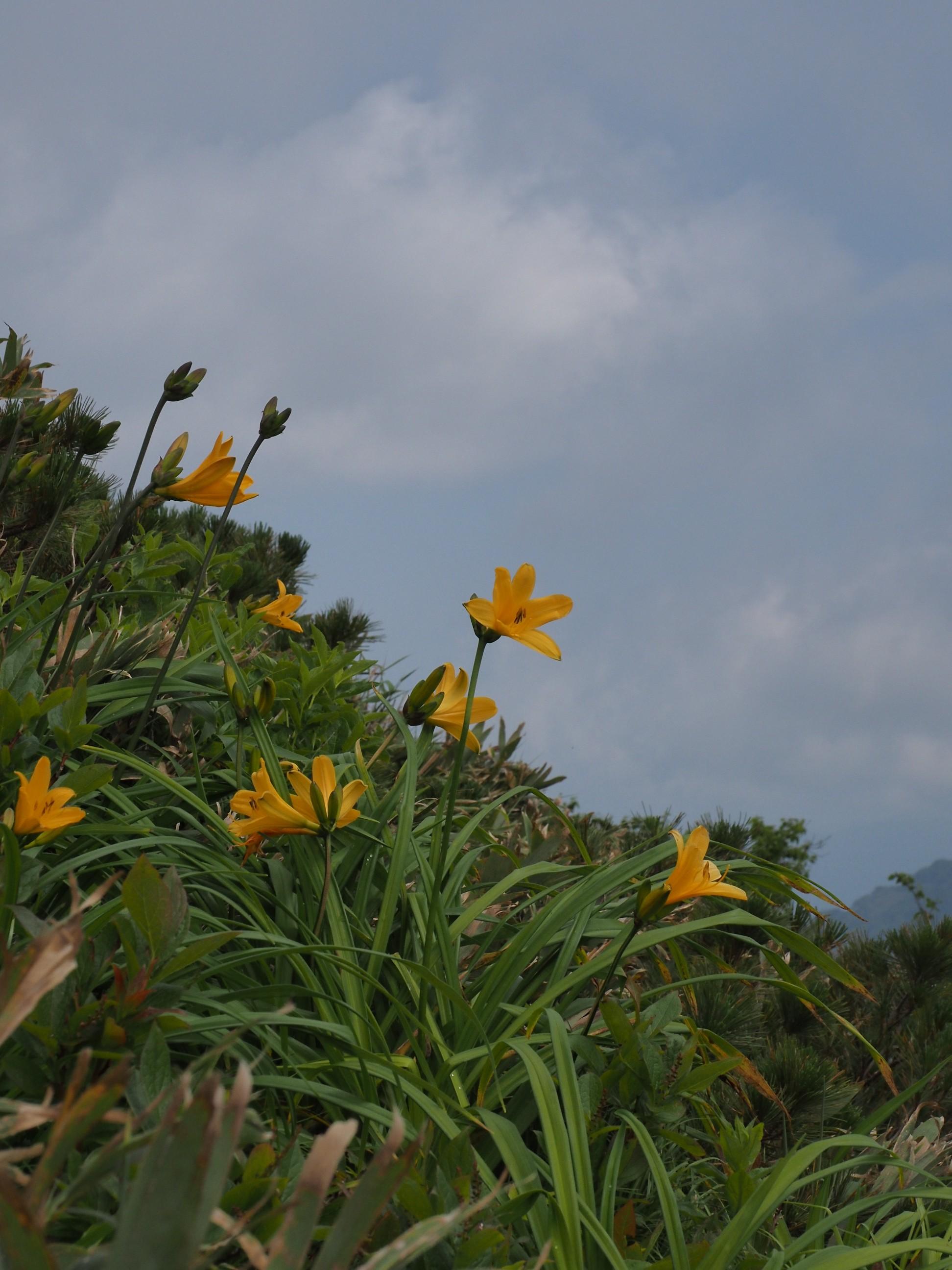 今年のニセコはチセヌプリから / satoomoさんのニセコアンヌプリ・イワオヌプリ・チセヌプリの活動日記 | YAMAP / ヤマップ